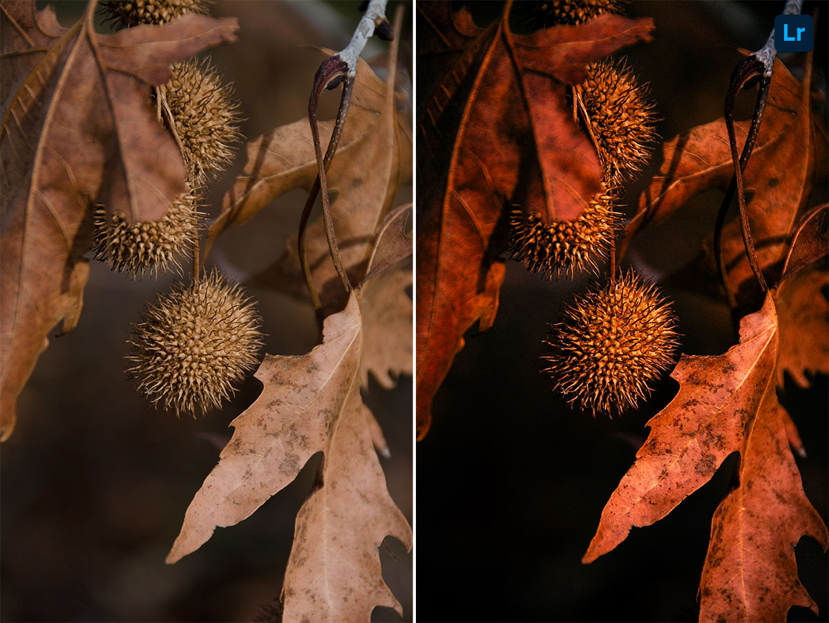 Autumn leaves | Edit | Photoshop Lightroom