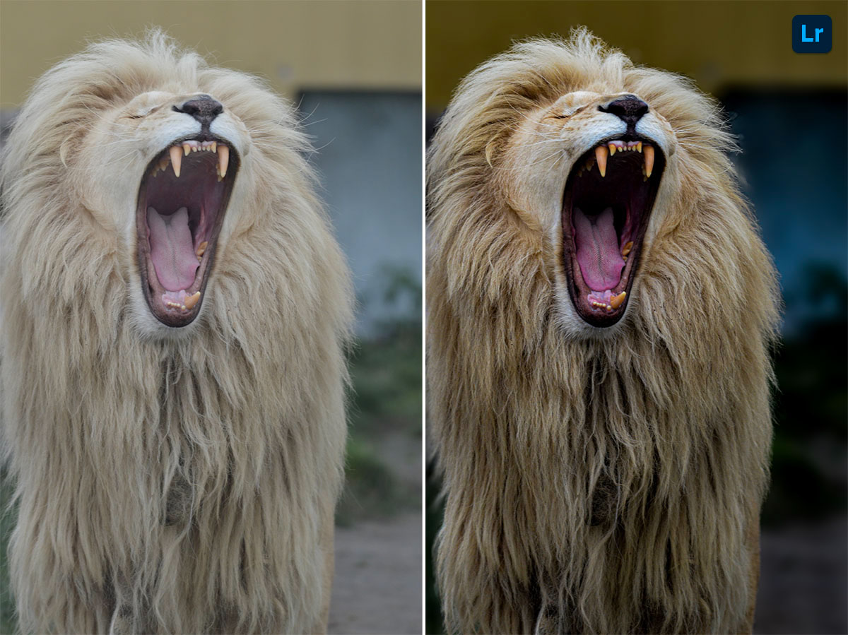 Lion Leon | Edit | Photoshop Lightroom