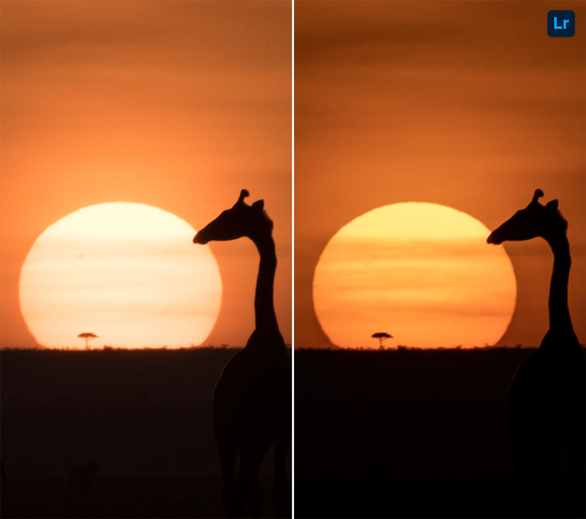 Simba | Edit | Photoshop Lightroom