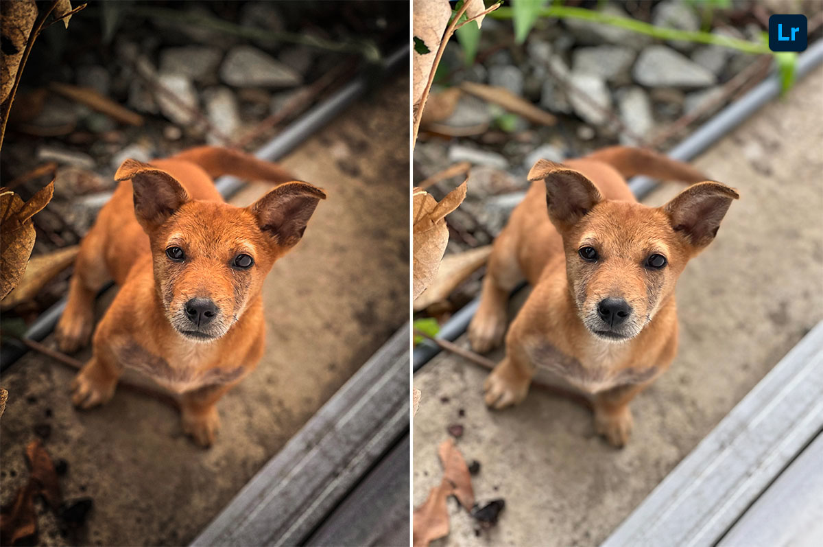 Puppy eye | Edit | Photoshop Lightroom