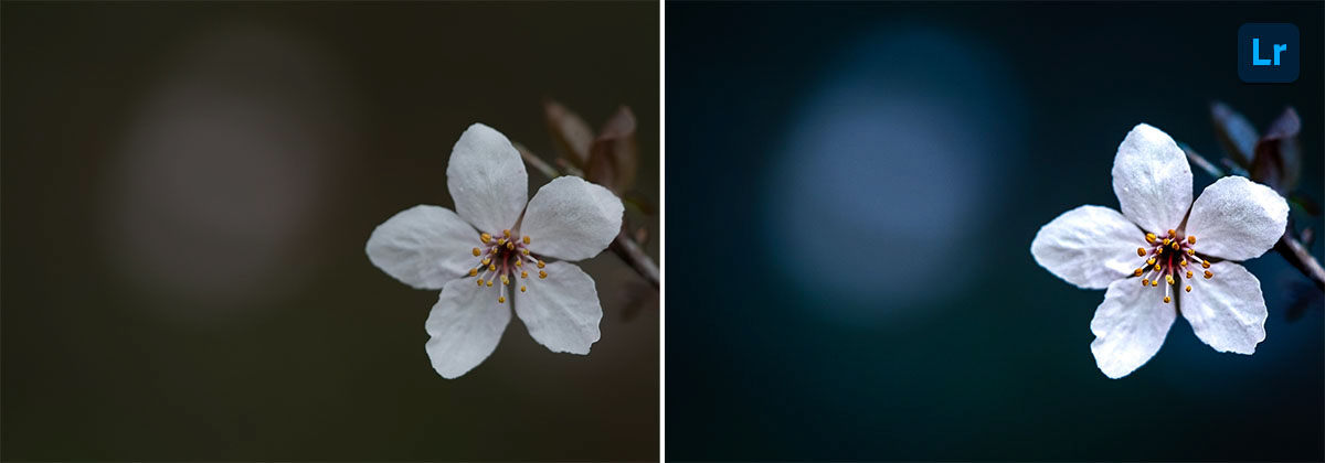 Bloom within 🌸 | Remix | Photoshop Lightroom