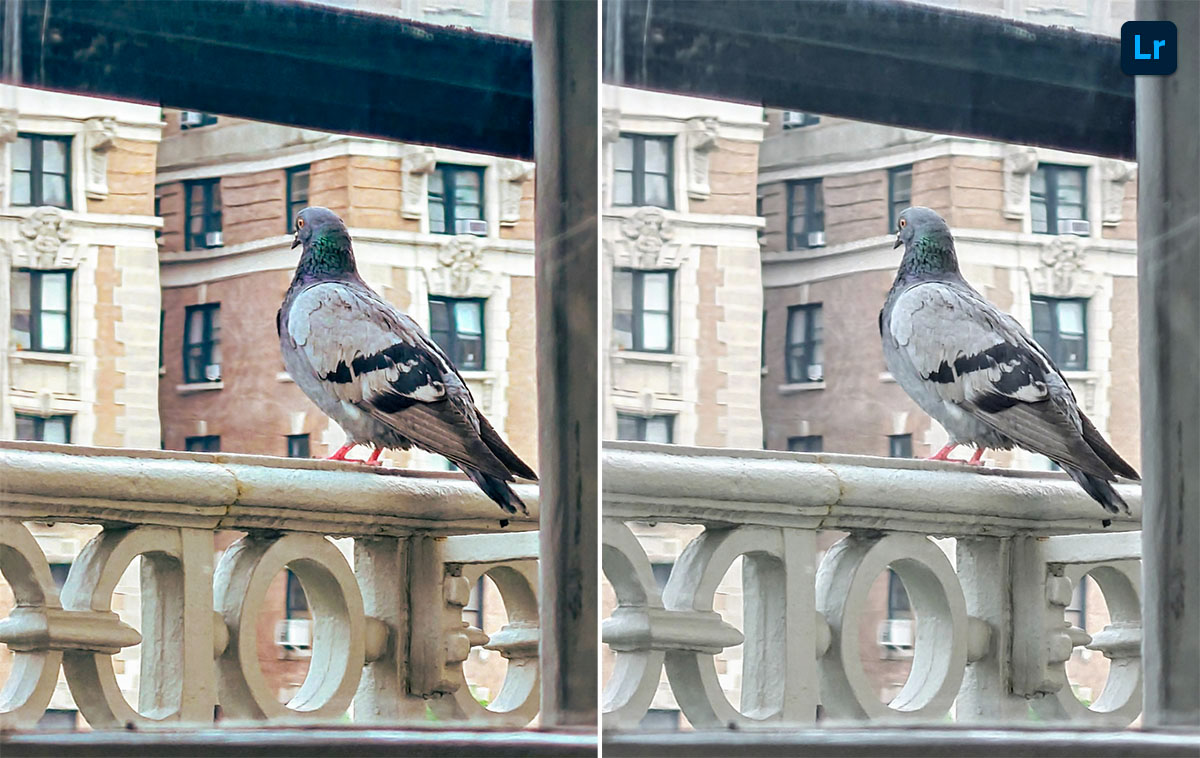 Balcony Pigeon | Edit | Photoshop Lightroom