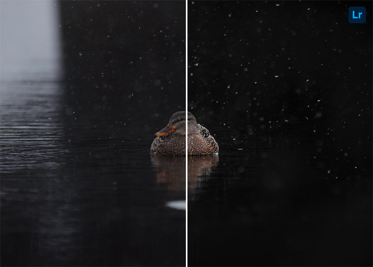 Dame canard | Edit | Photoshop Lightroom