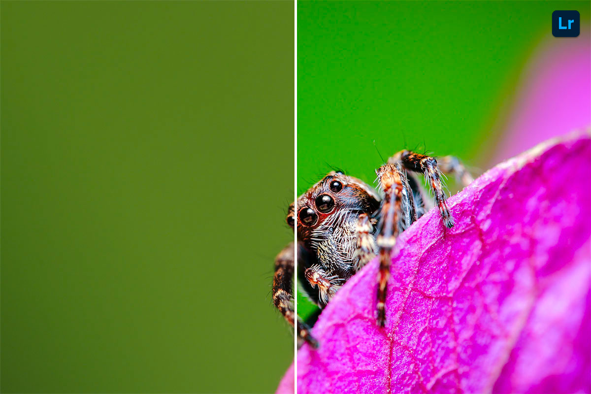 Shaggy Jumping spider | Edit | Photoshop Lightroom