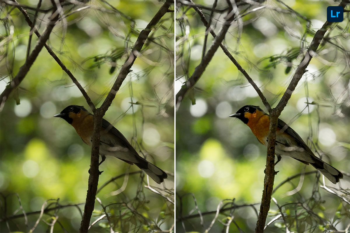 Spectacled monarch | Edit | Photoshop Lightroom