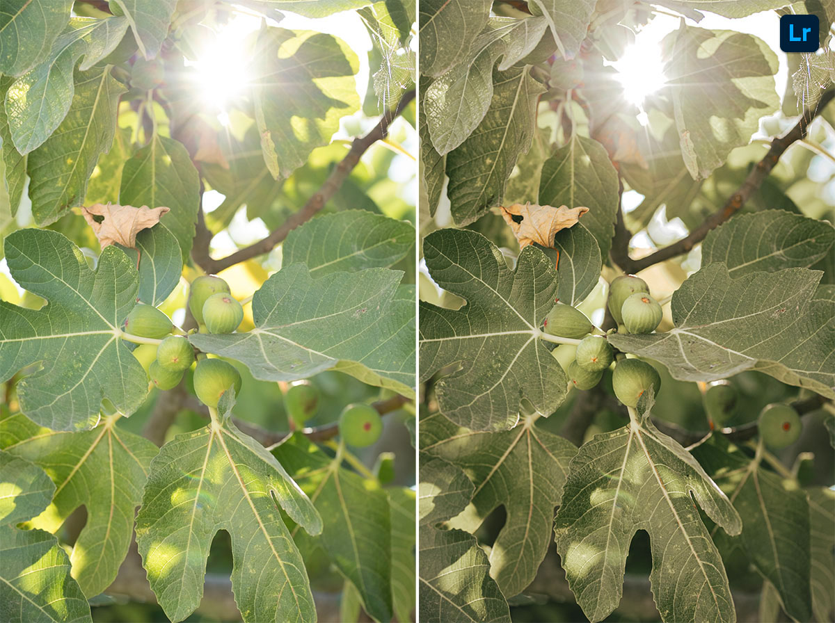 Summer figs | Remix | Photoshop Lightroom