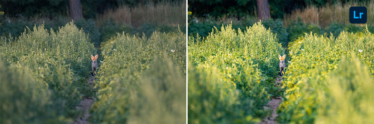 Fox Base | Remix | Photoshop Lightroom