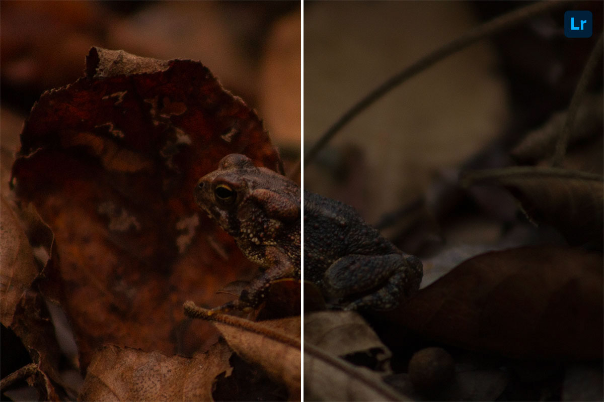 spotted a toad on a hike 🏕️ | Edit | Photoshop Lightroom