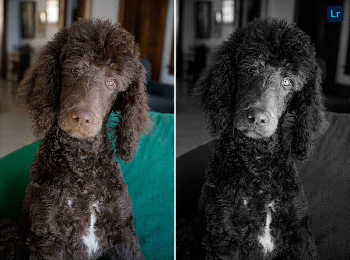 Standard poodle | Edit | Photoshop Lightroom