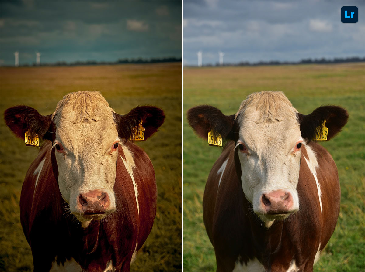 Cow | Edit | Photoshop Lightroom