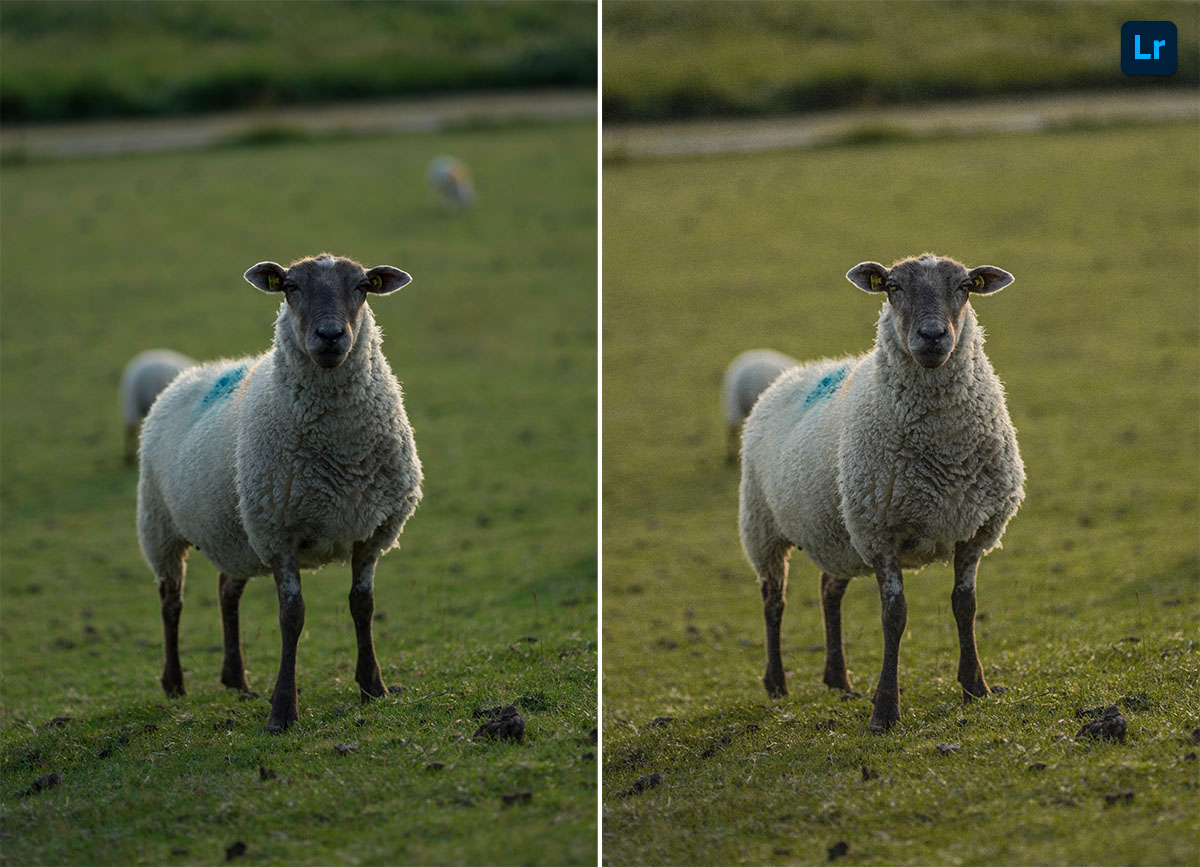 Sheep | Edit | Photoshop Lightroom
