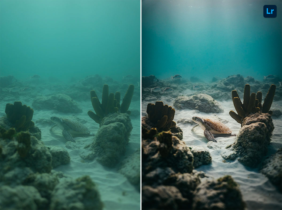 Turtle Nap | Edit | Photoshop Lightroom