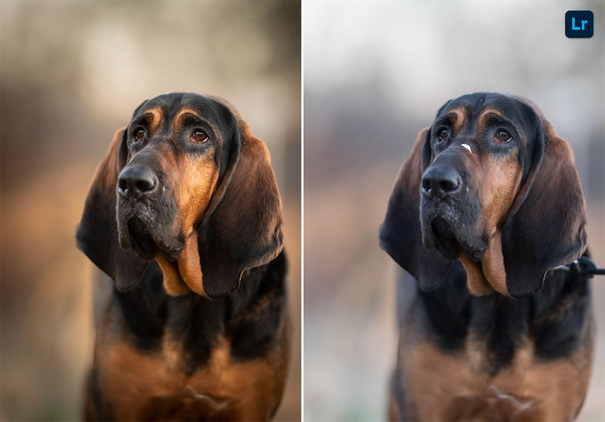 Ain’t Nothin’ But a Hound Dog | Edit | Photoshop Lightroom