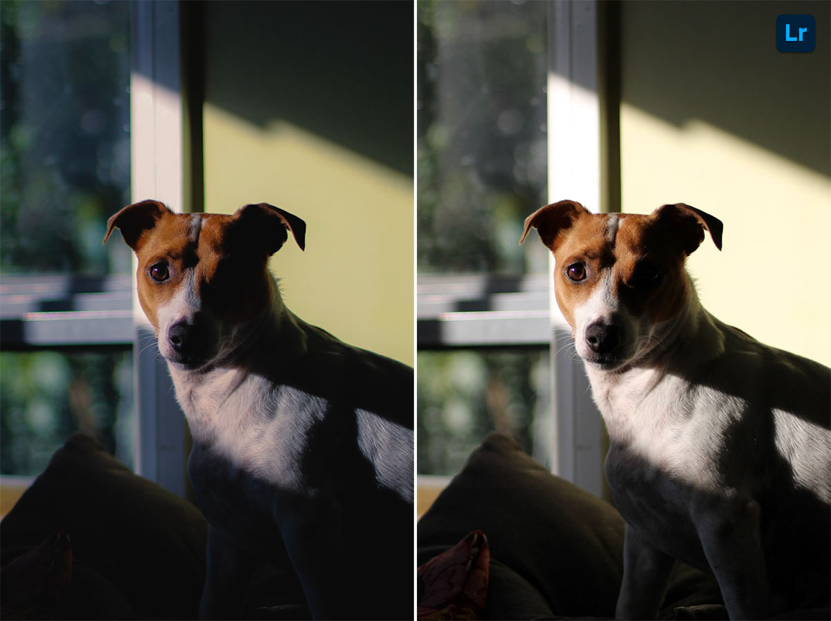 dog | Edit | Photoshop Lightroom