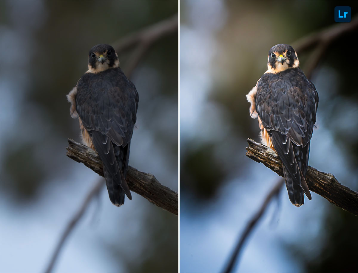 Australian Hobby | Edit | Photoshop Lightroom