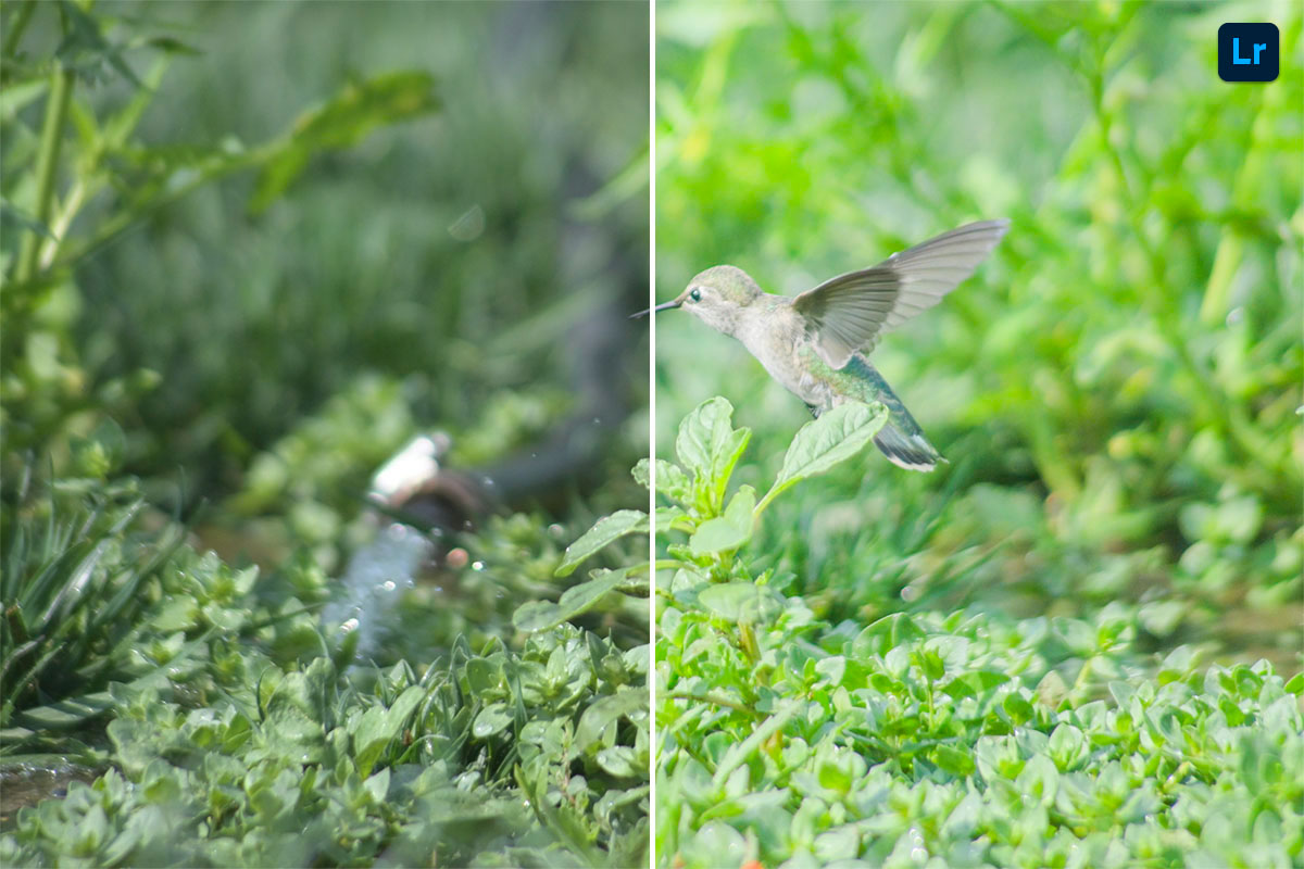 Humming bird | Remix | Photoshop Lightroom