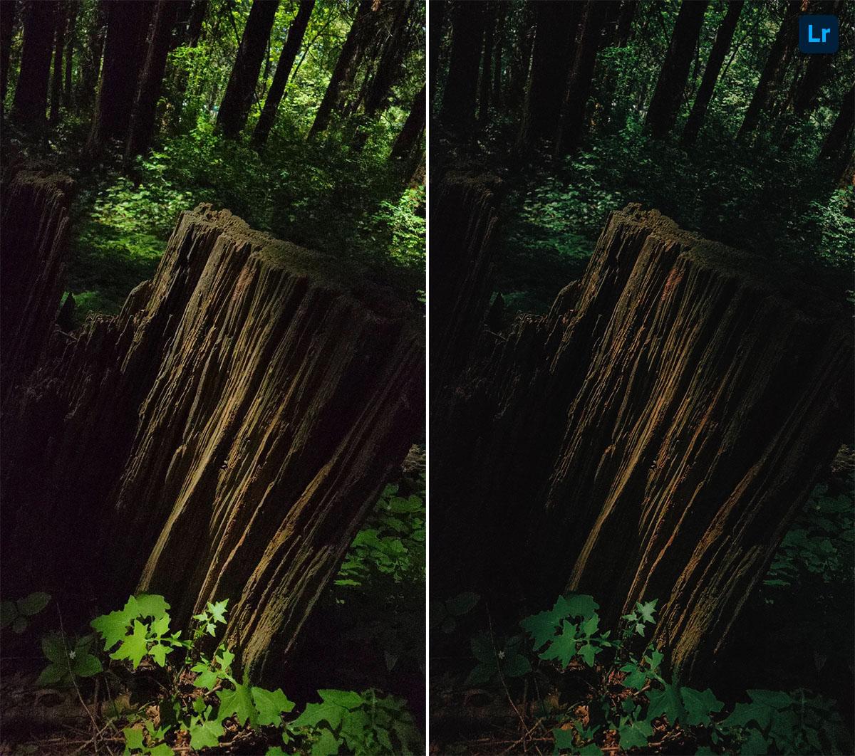 Stumpy | Edit | Photoshop Lightroom