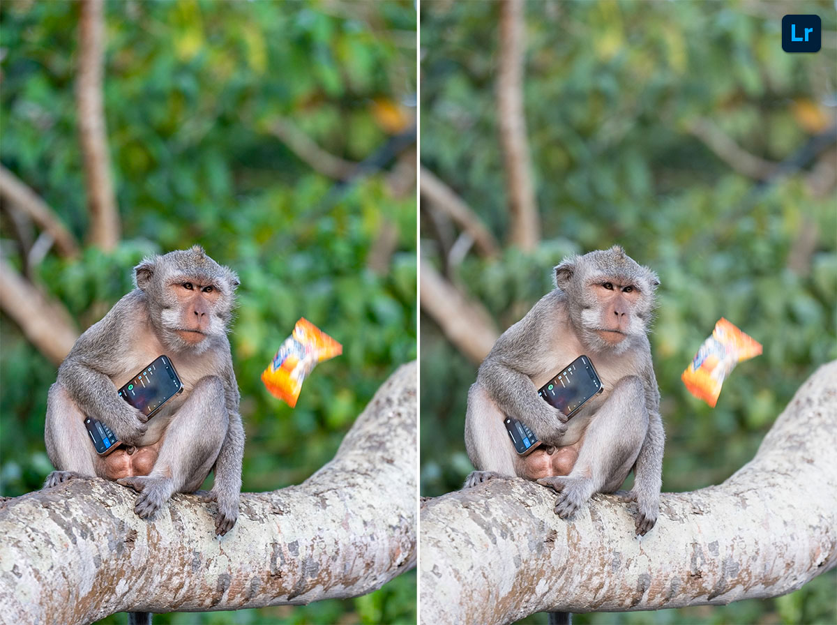 Monkey with stolen phone | Edit | Photoshop Lightroom