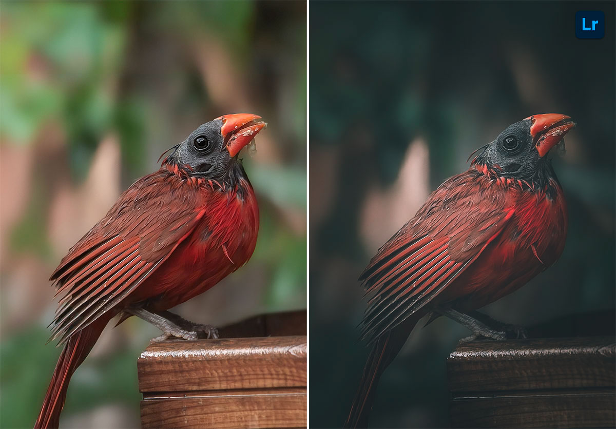 Northern Cardinal (Molting) | Edit | Photoshop Lightroom