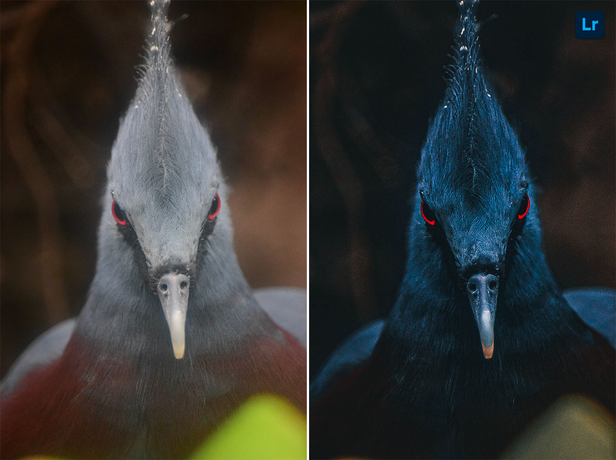 bird | Edit | Photoshop Lightroom