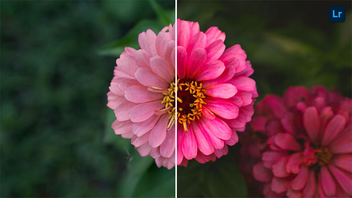 FLower | Edit | Photoshop Lightroom