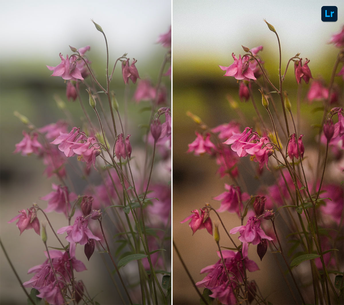 Flower power | Edit | Photoshop Lightroom