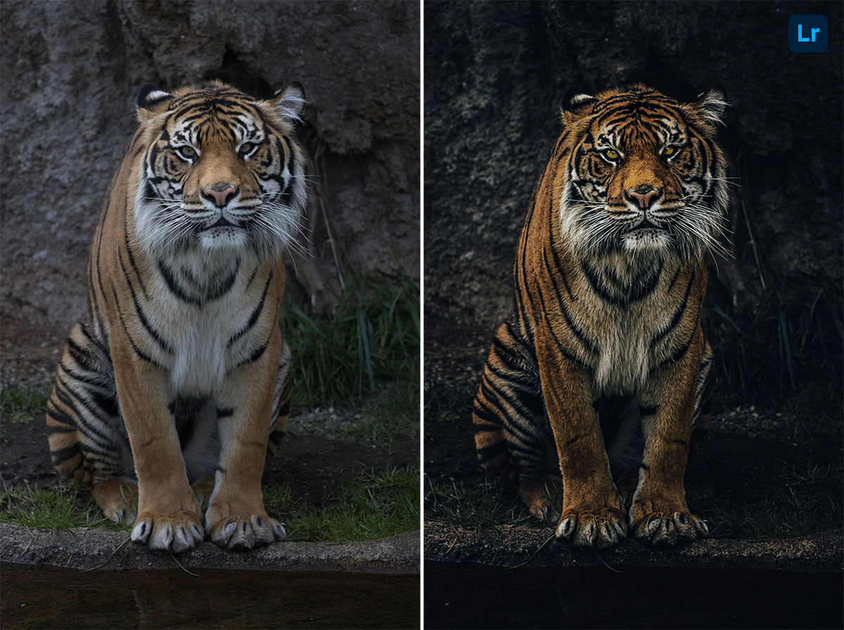Tiger | Edit | Photoshop Lightroom
