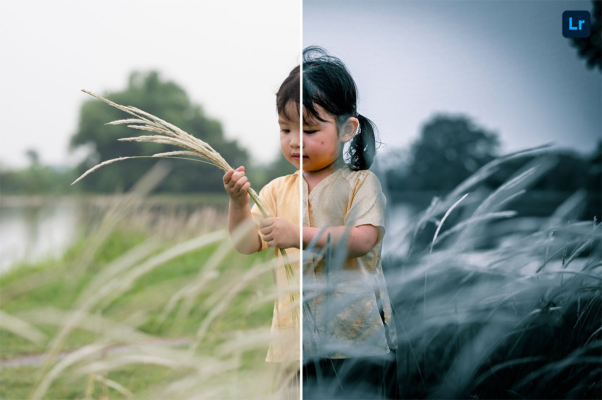 Cỏ lau | Remix | Photoshop Lightroom