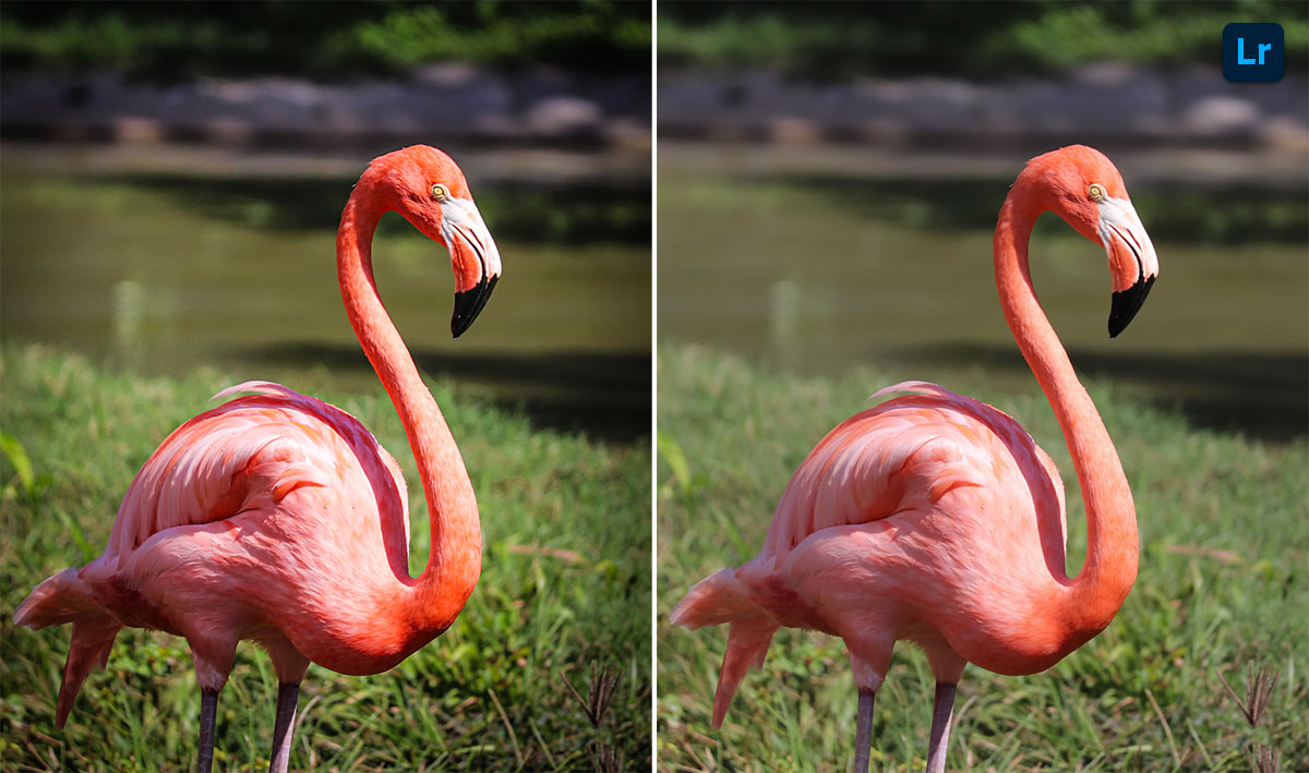 Flamingo | Edit | Photoshop Lightroom