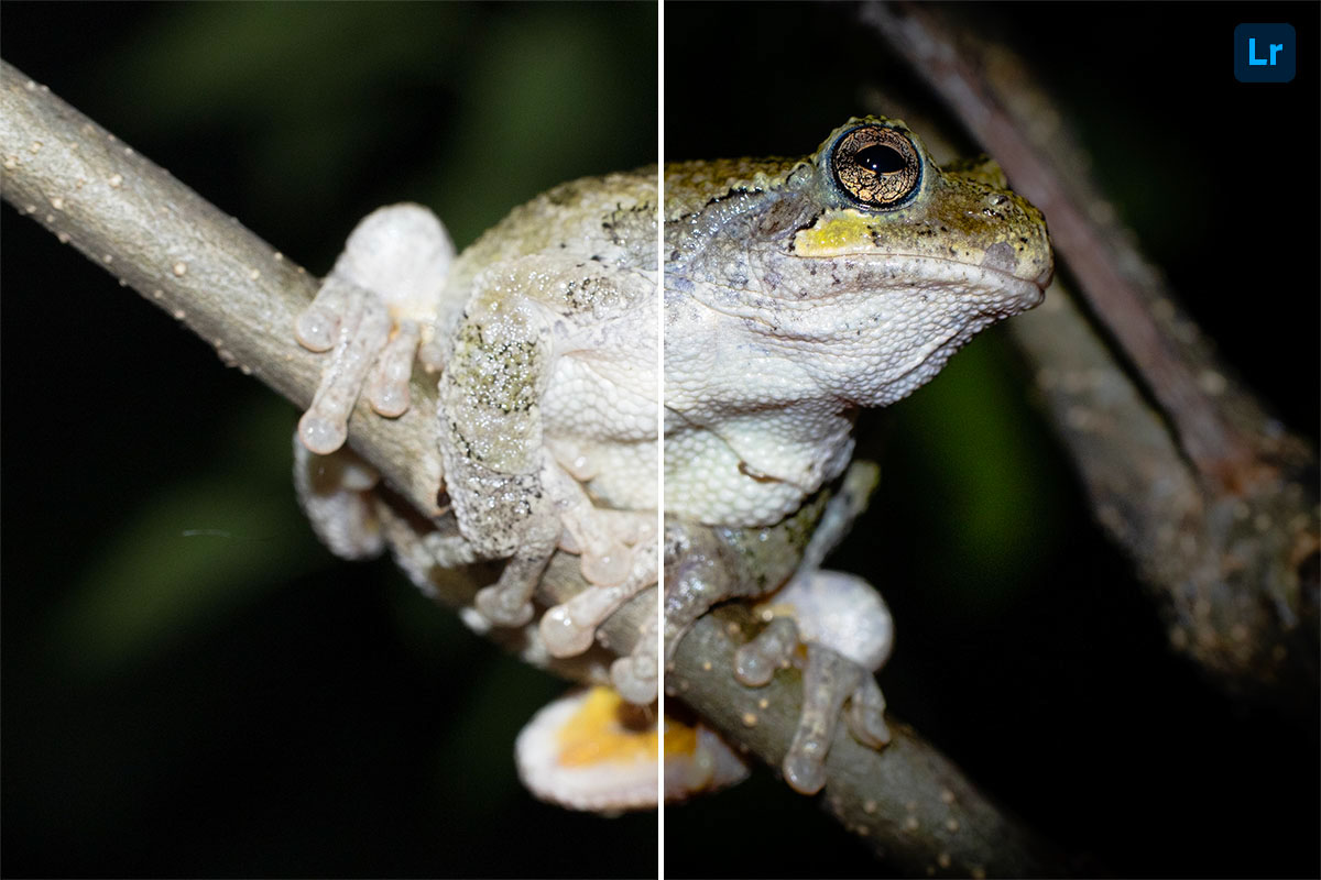 Tree Frog | Edit | Photoshop Lightroom