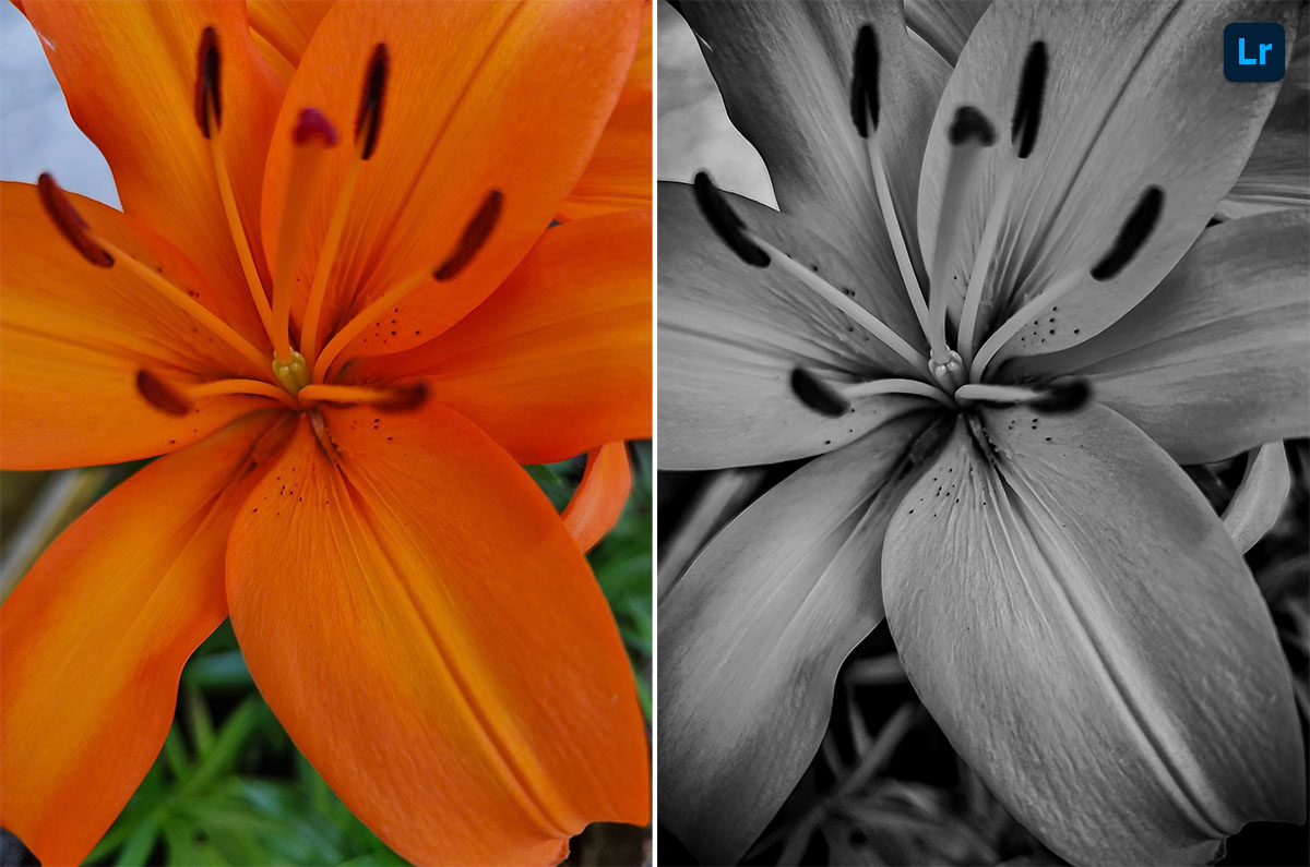 Monochrome bloom | Edit | Photoshop Lightroom