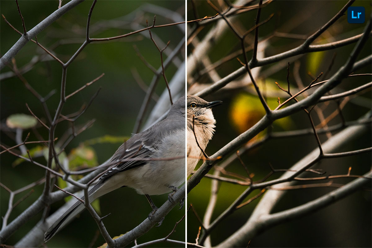 Are you mockingbird me? | Remix | Photoshop Lightroom