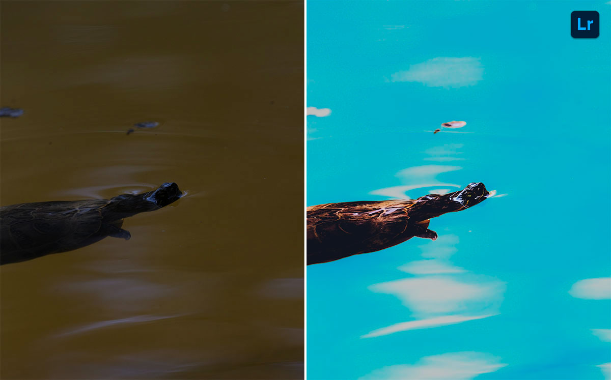 Turtle Del Luz | Edit | Photoshop Lightroom