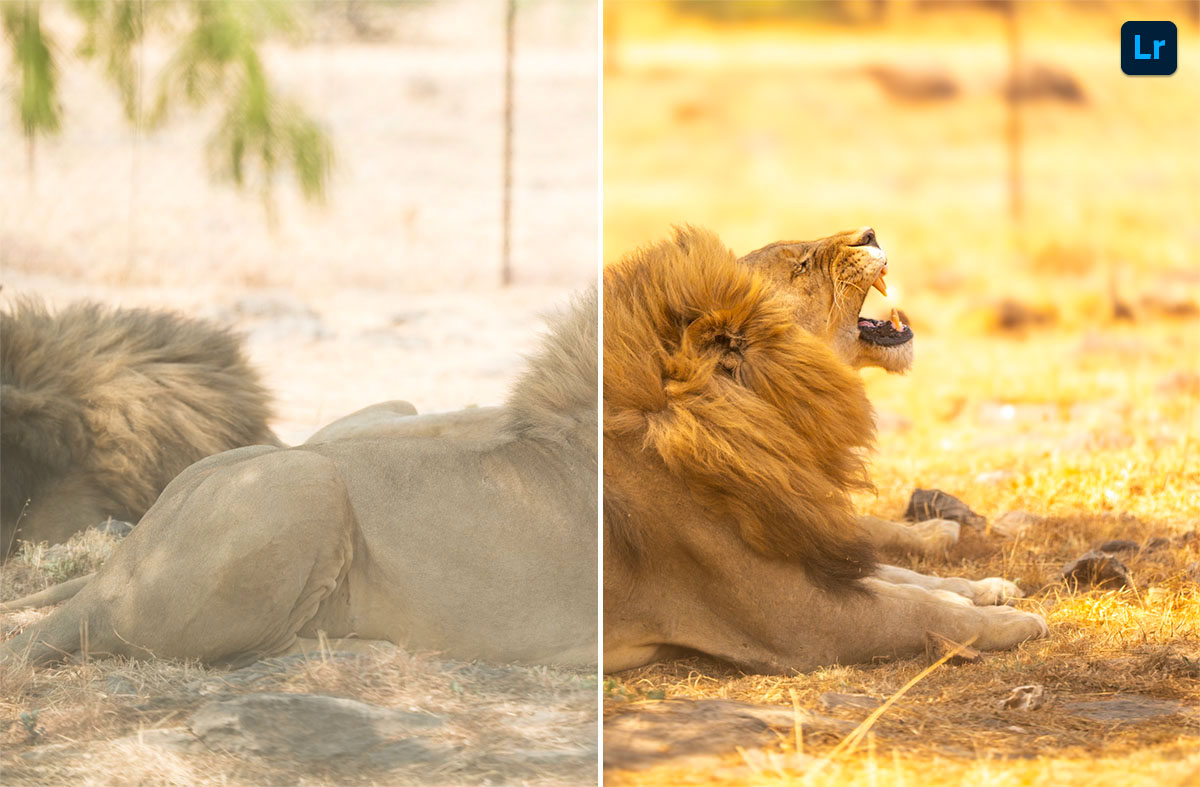 Male lion posing for a sony machine | Edit | Photoshop Lightroom