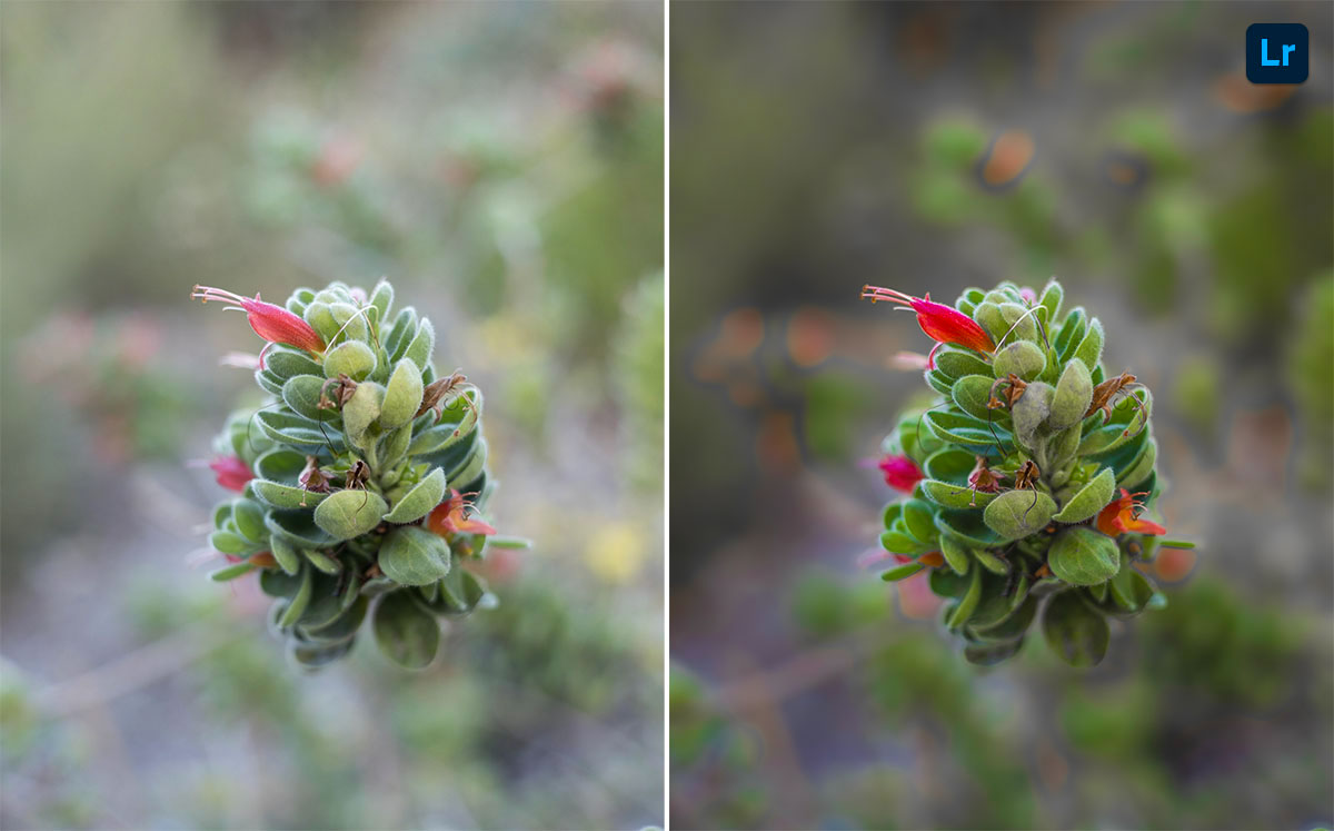 Macro shot | Edit | Photoshop Lightroom