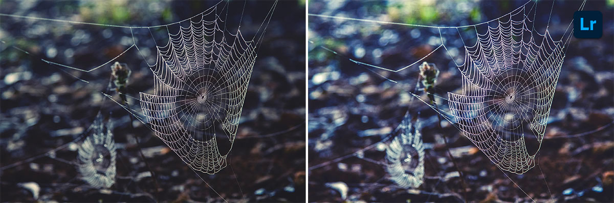 Design of nature | Remix | Photoshop Lightroom