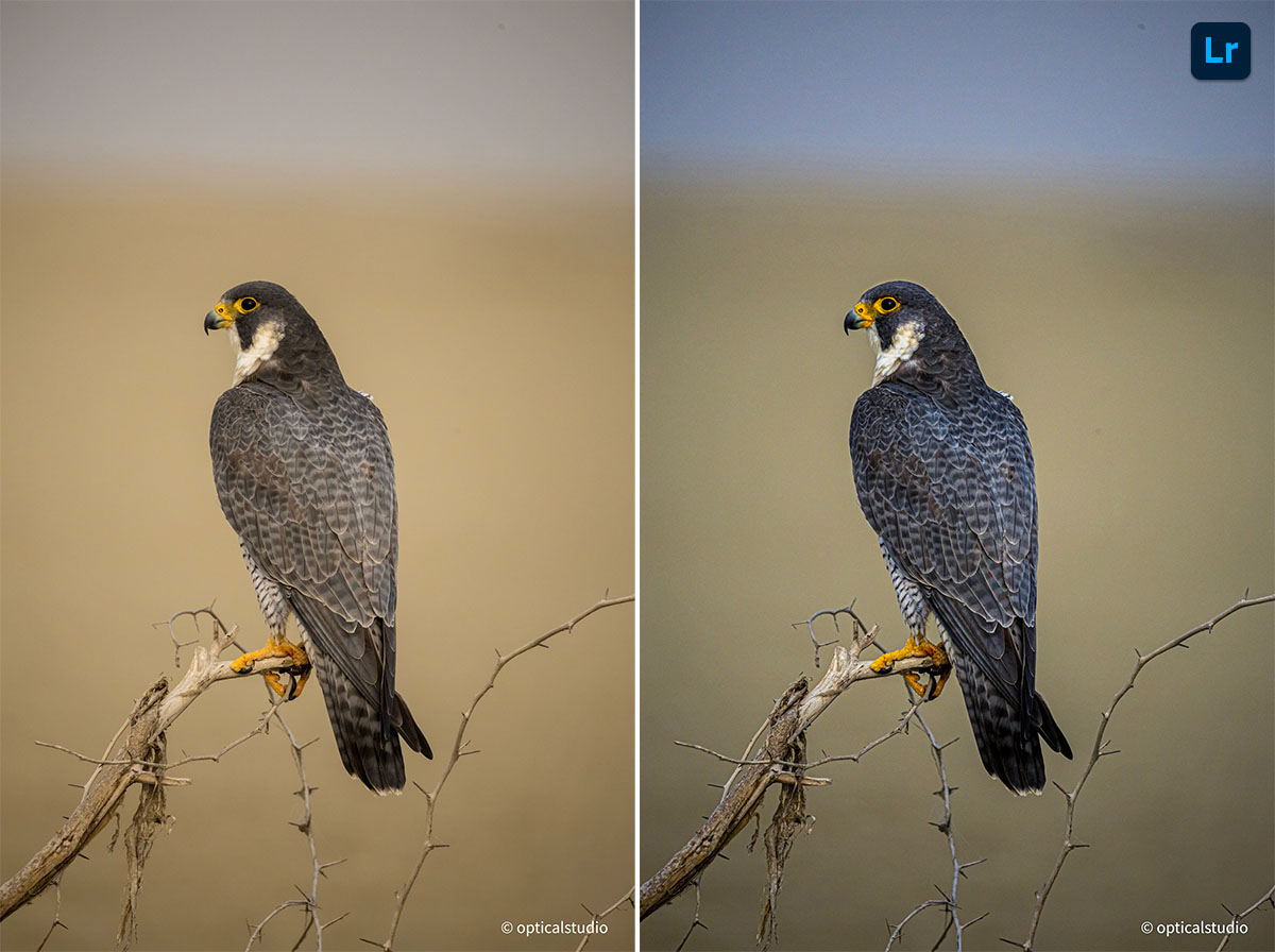 Peregrine Falcon | Remix | Photoshop Lightroom