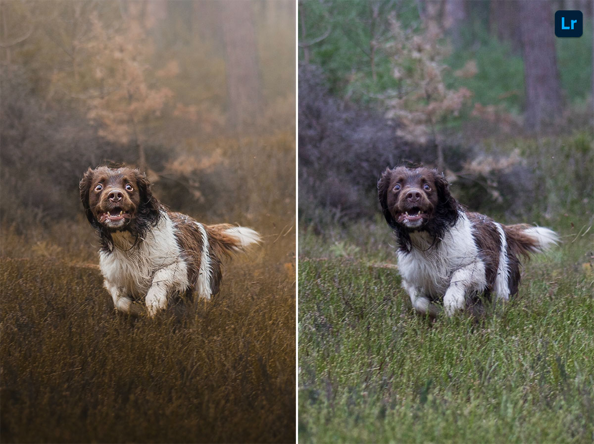 Crazy dog | Edit | Photoshop Lightroom