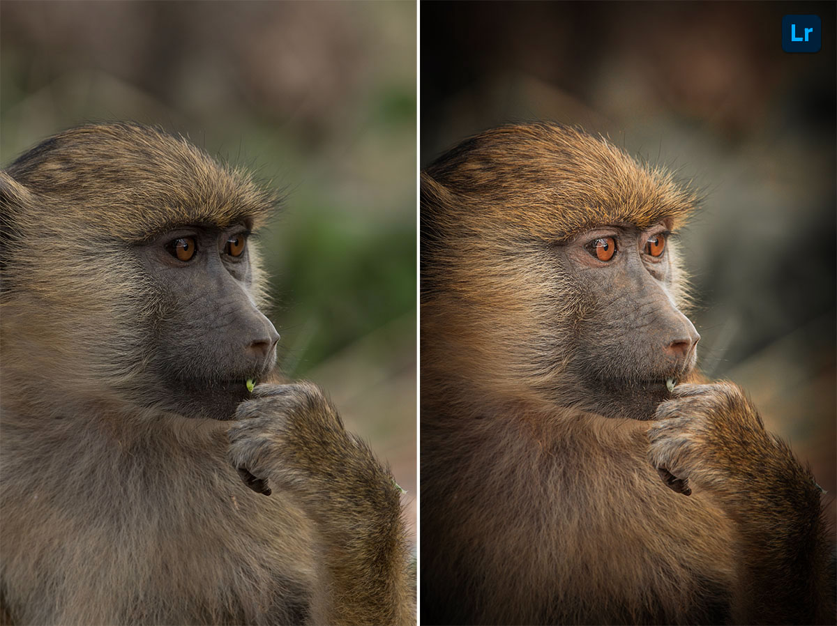 Vervet monkey | Kenya | Edit | Photoshop Lightroom