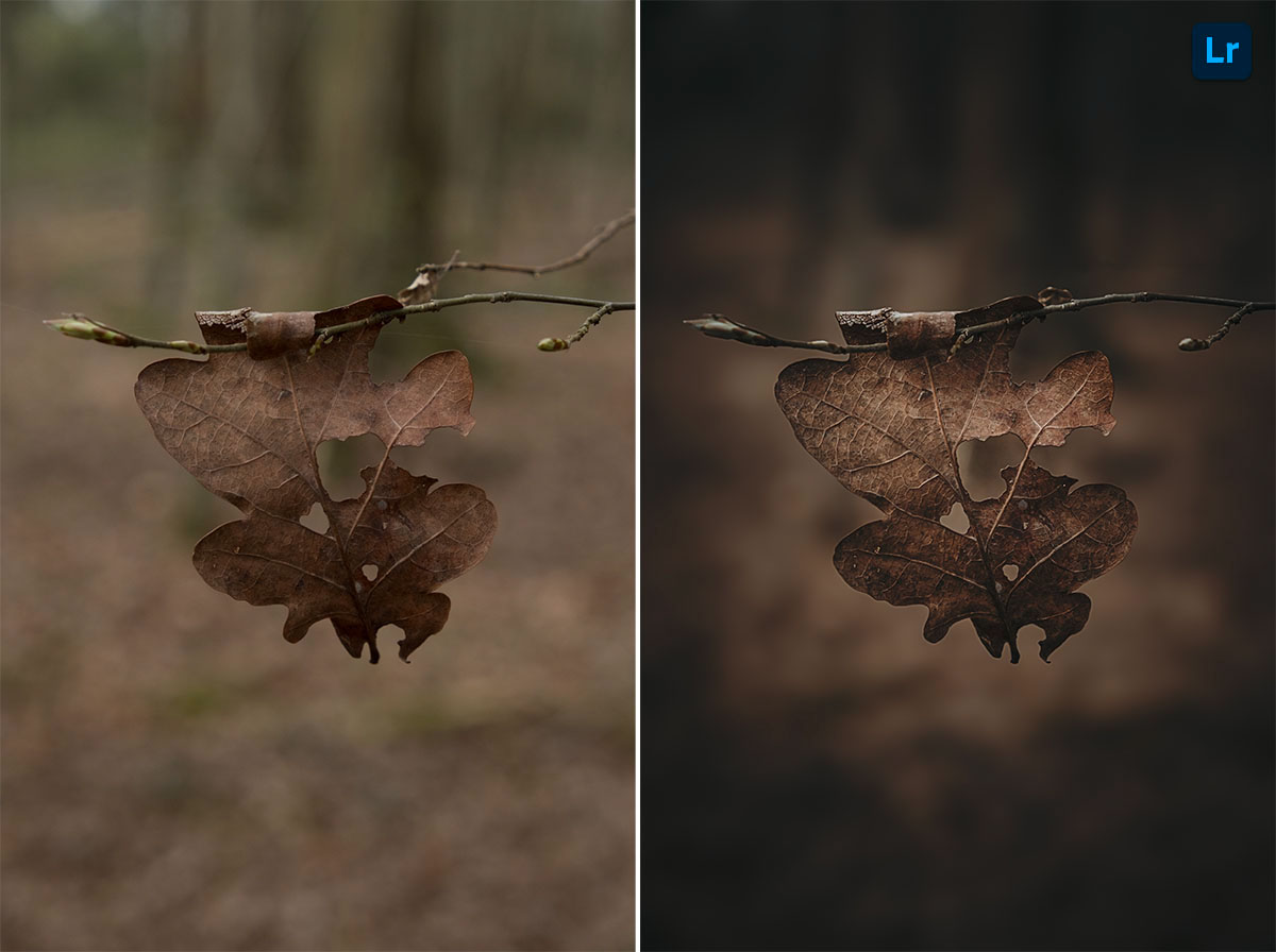 Leaf | Edit | Photoshop Lightroom