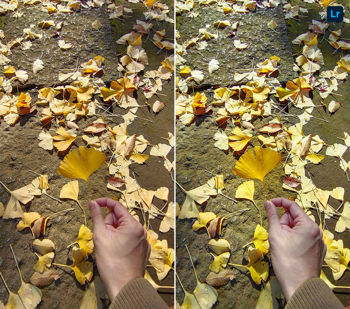 Leaves | Edit | Photoshop Lightroom