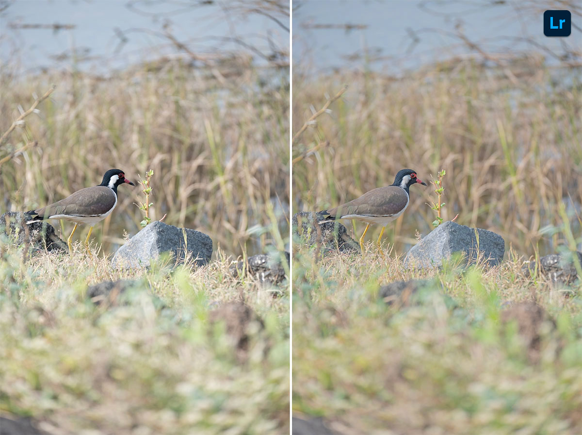 Bird | Remix | Photoshop Lightroom