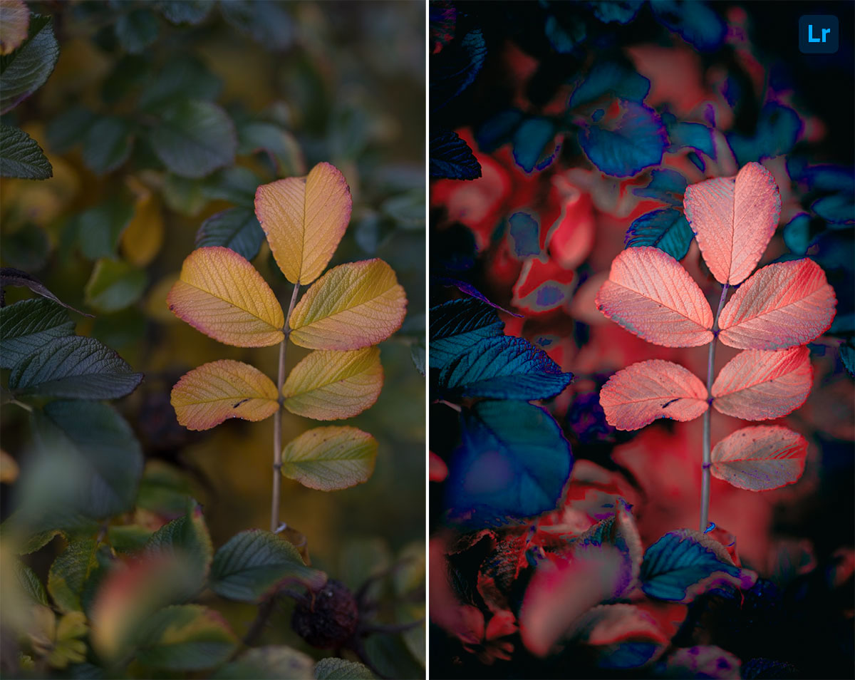 A pop of colors | Remix | Photoshop Lightroom