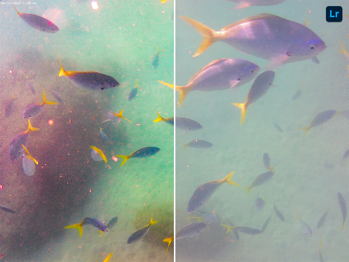 fish | Edit | Photoshop Lightroom