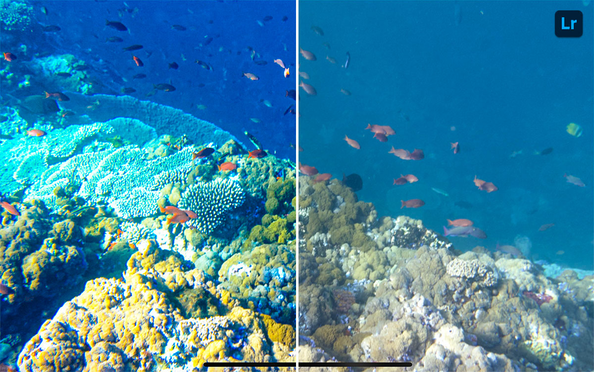 coral floor with fish | Edit | Photoshop Lightroom