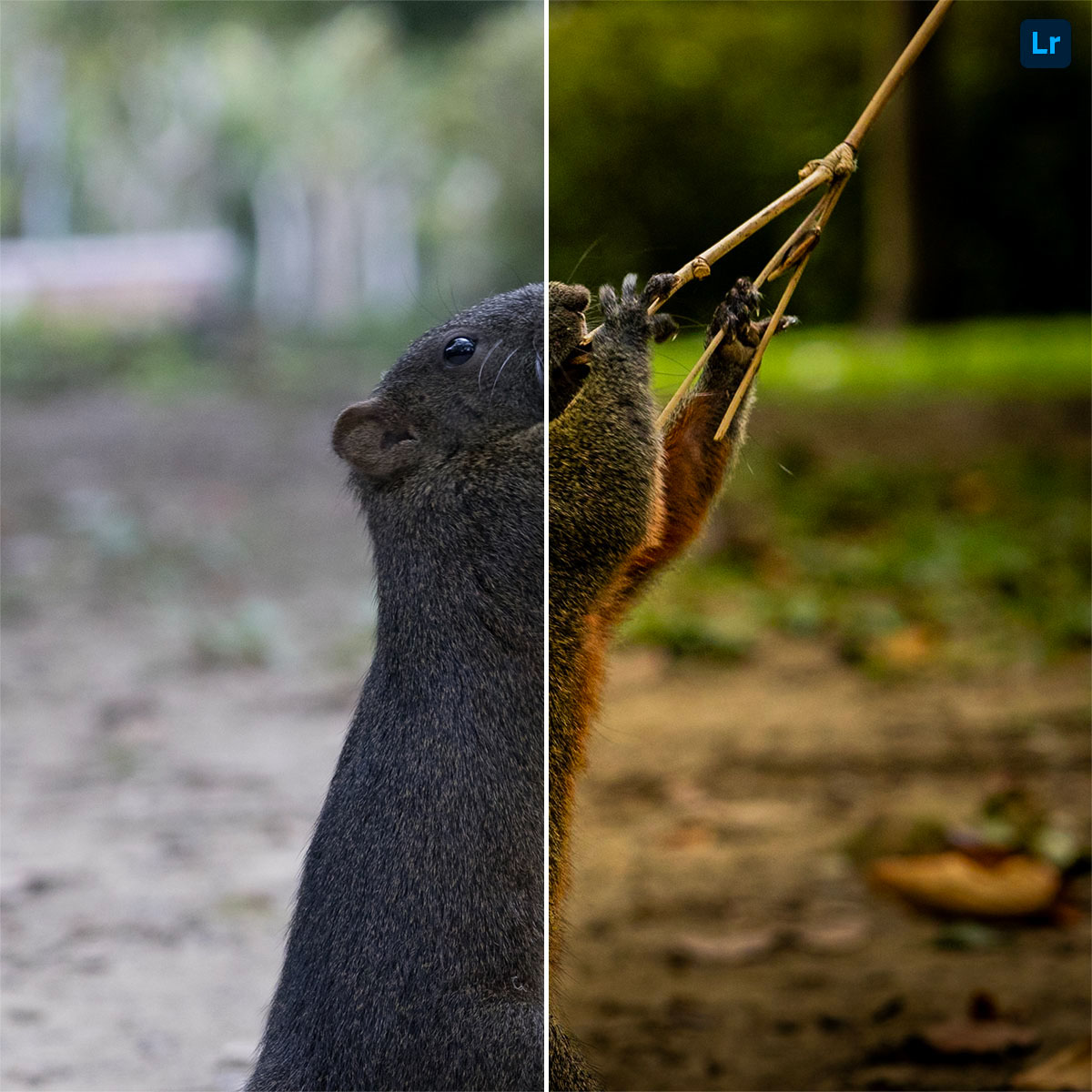 Cute squirrel | Edit | Photoshop Lightroom