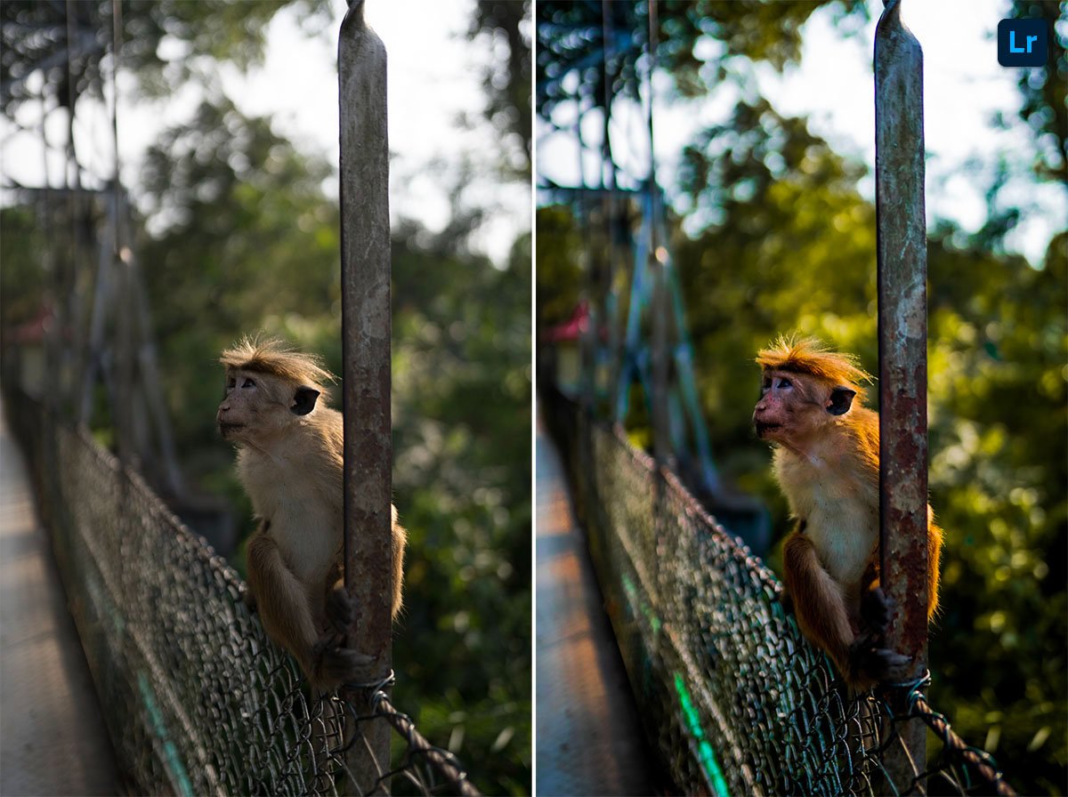 Monkey | Remix | Photoshop Lightroom