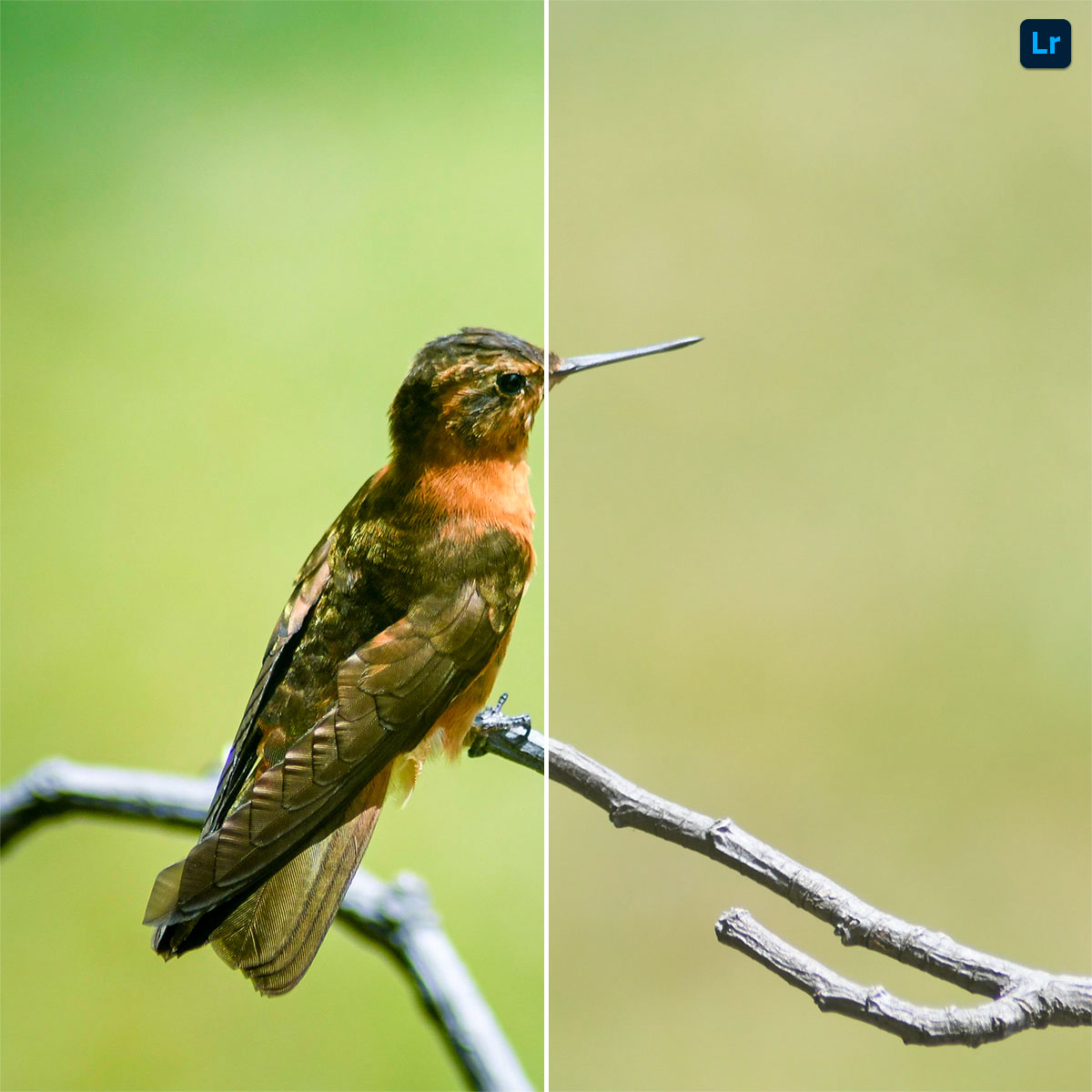 Colibrí Cobrizo de los Andes | Edit | Photoshop Lightroom