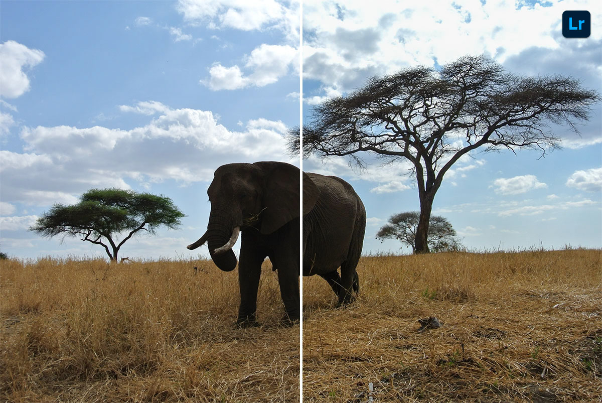 African elephant | Remix | Photoshop Lightroom