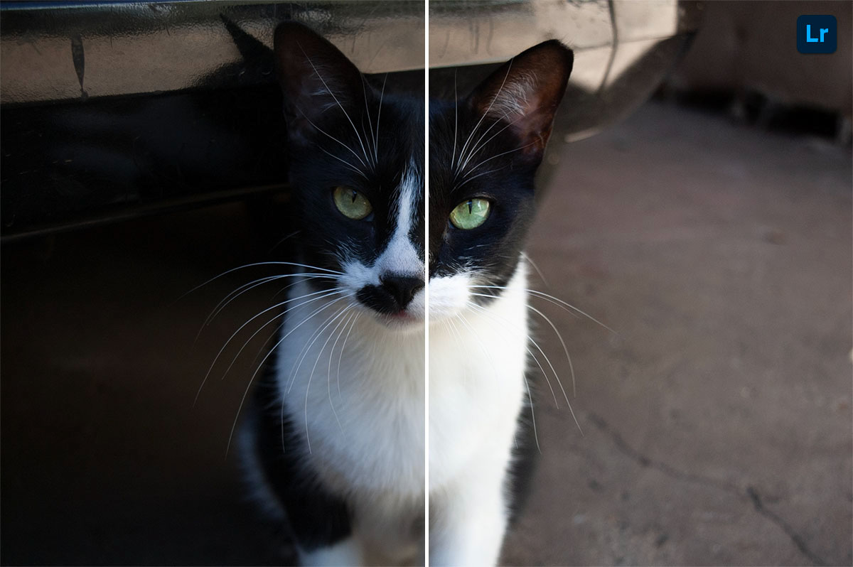 Bruce/Cat | Edit | Photoshop Lightroom